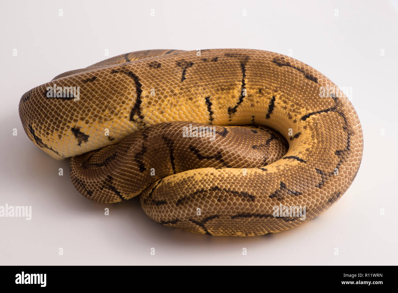 ball python and white studio background Stock Photo - Alamy