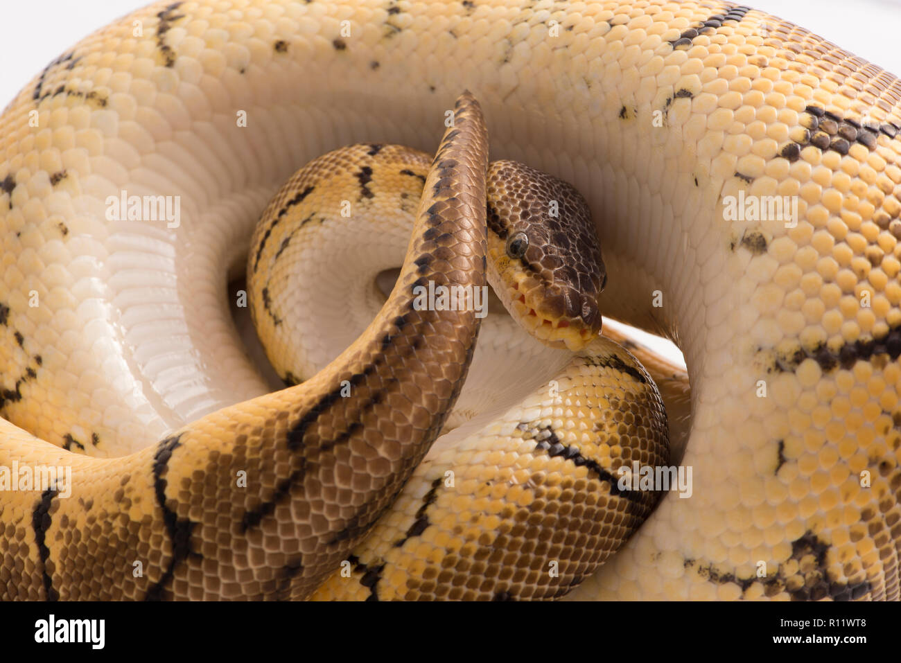 Ball python hi-res stock photography and images - Alamy