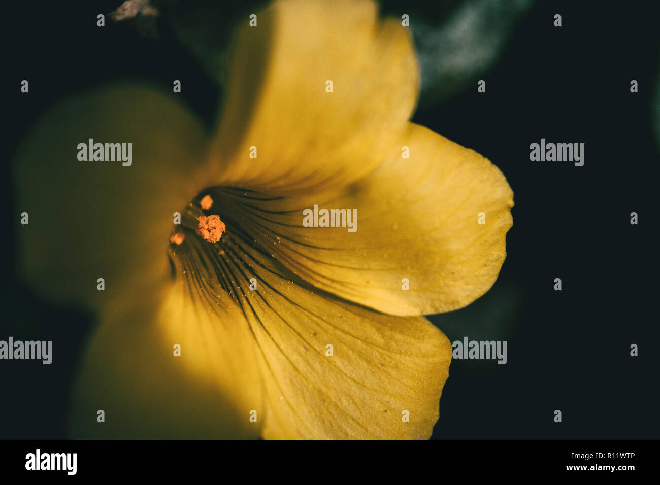 Macro of yellow oxalis flower in nature Stock Photo - Alamy