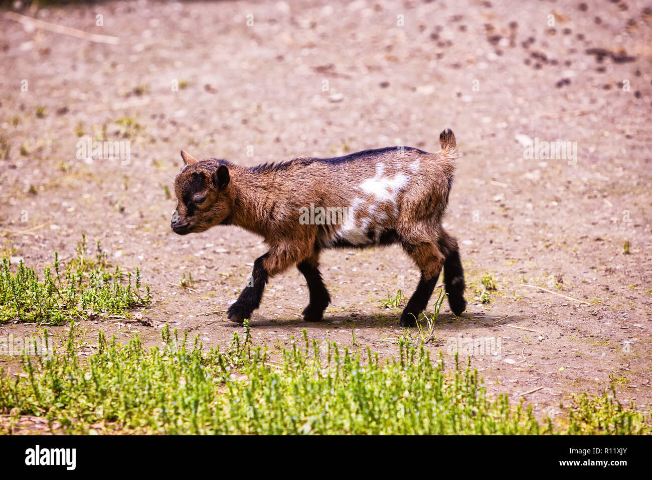 Nigerian dwarf dairy goats hi-res stock photography and images - Alamy