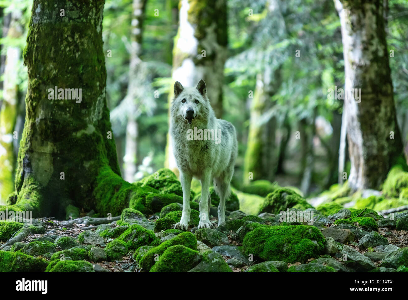 Wolf in the forest Stock Photo - Alamy