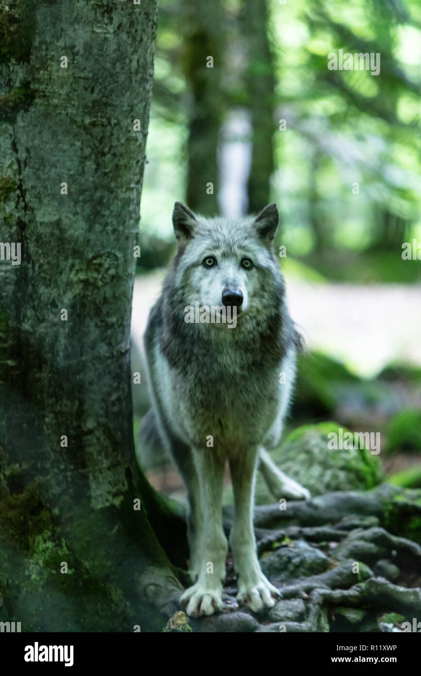 Wolf in the forest Stock Photo - Alamy