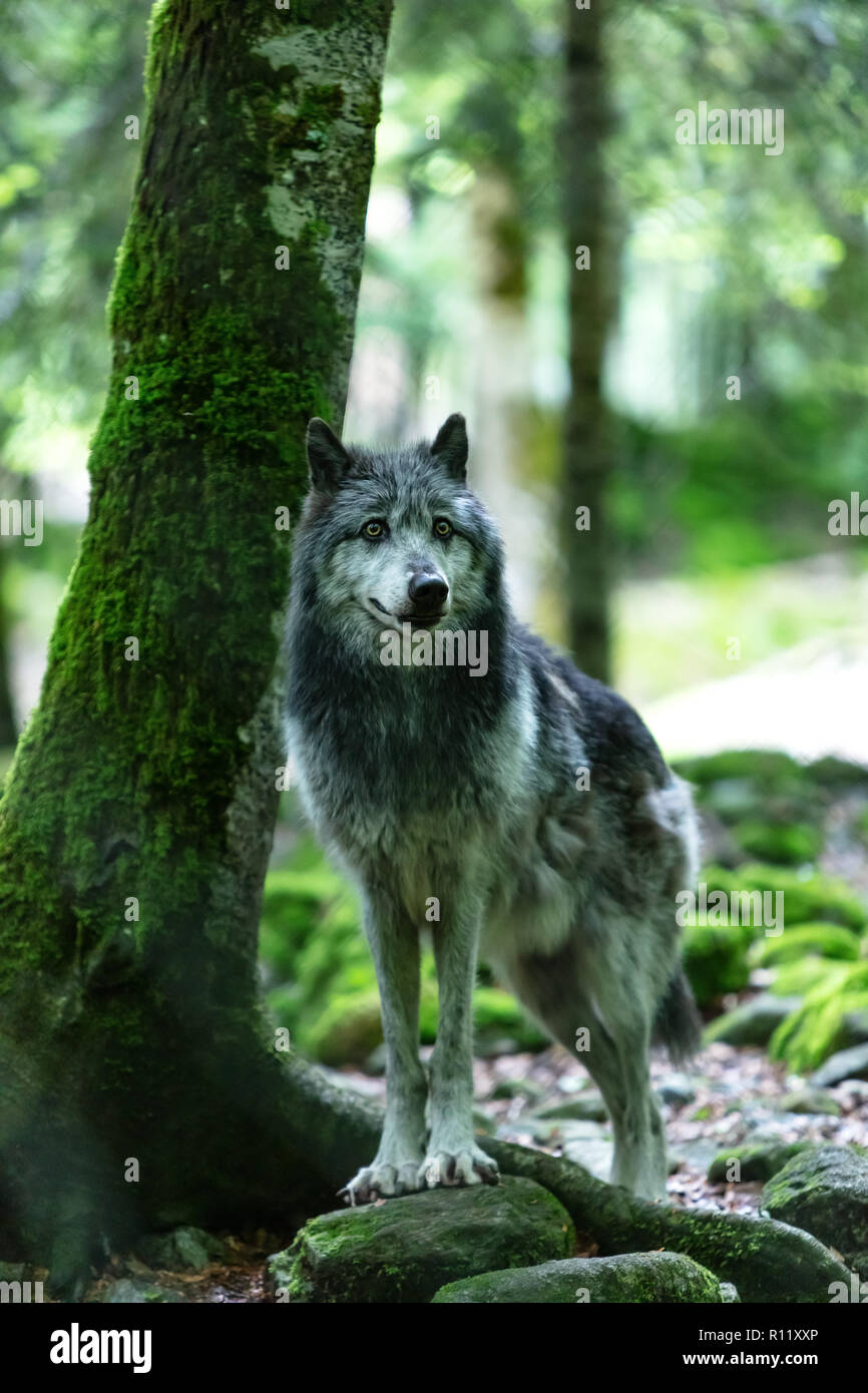 Wolf in the forest Stock Photo - Alamy