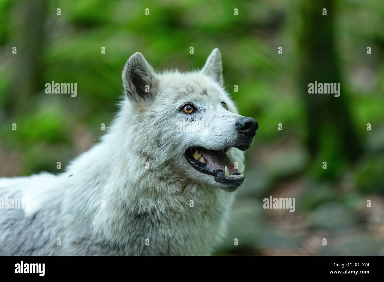 Wolf in the forest Stock Photo - Alamy