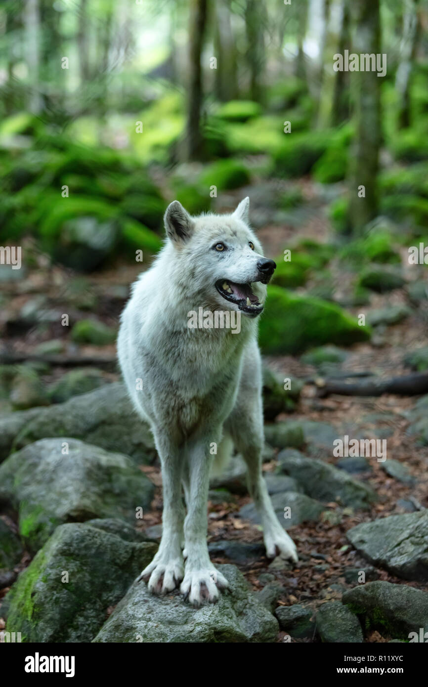 Wolf in the forest Stock Photo - Alamy