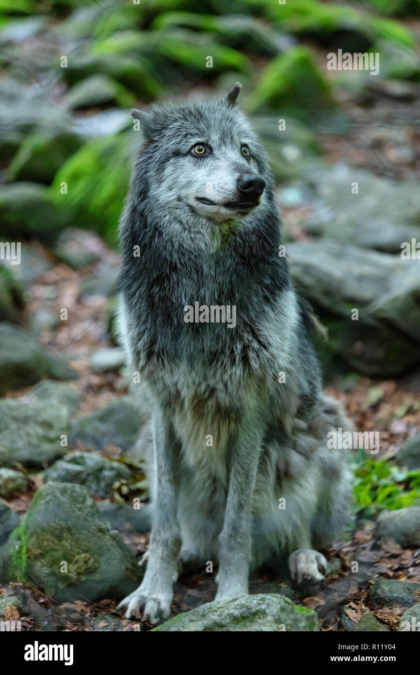 Wolf in the forest Stock Photo - Alamy