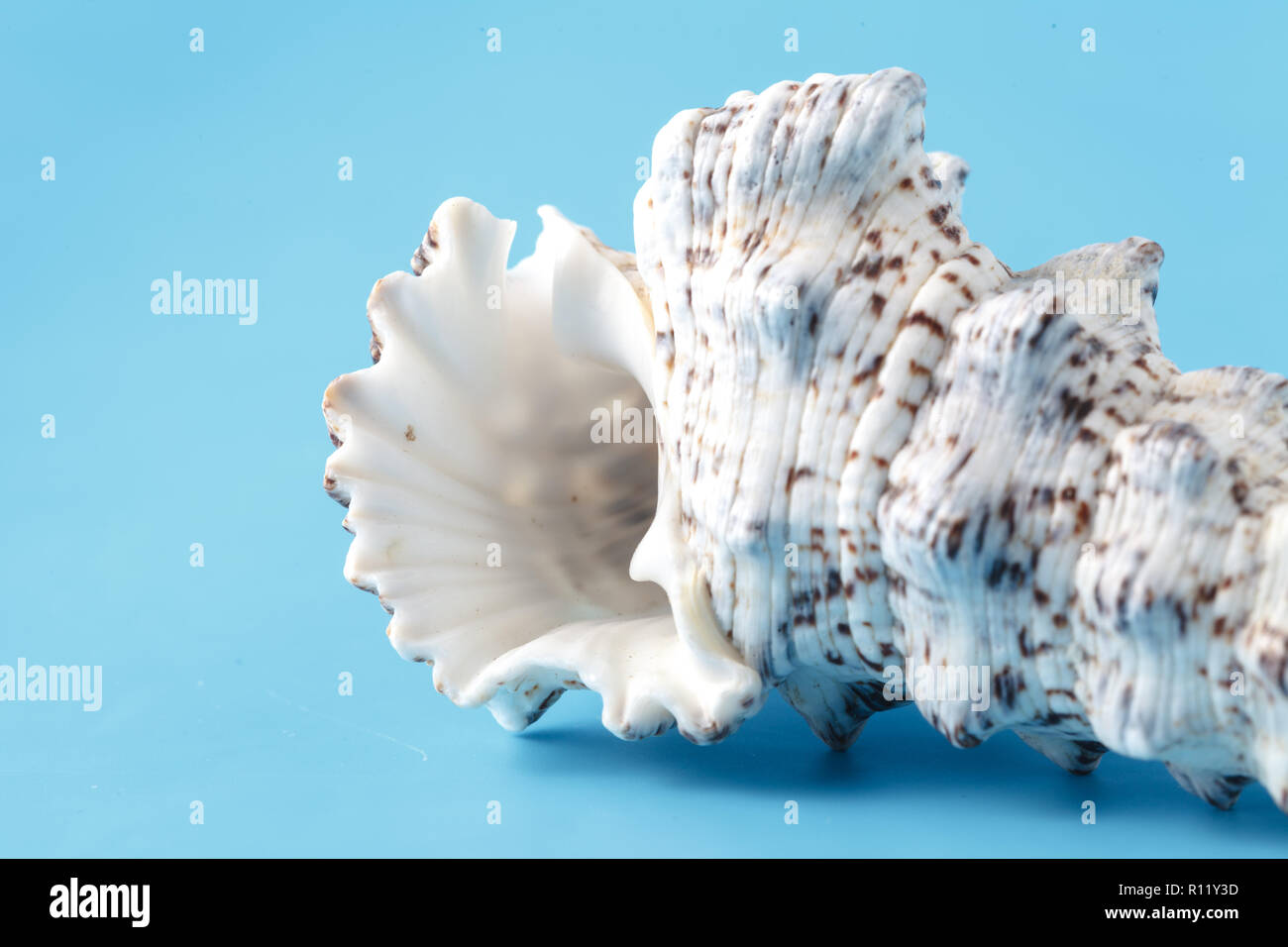 Sea shell closeup on blue background Stock Photo - Alamy