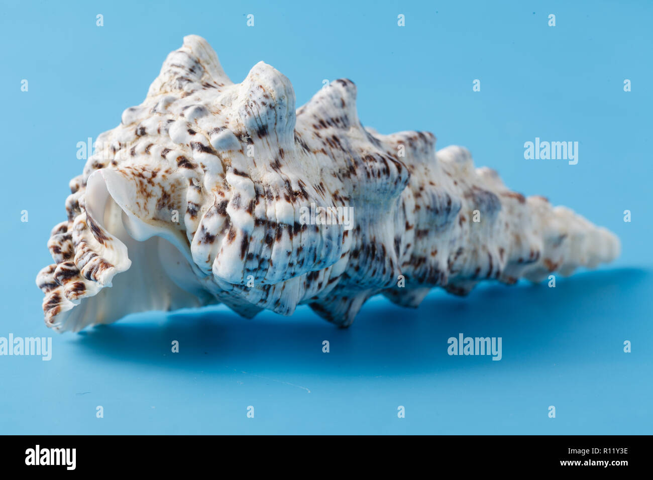 Sea shell closeup on blue background Stock Photo - Alamy