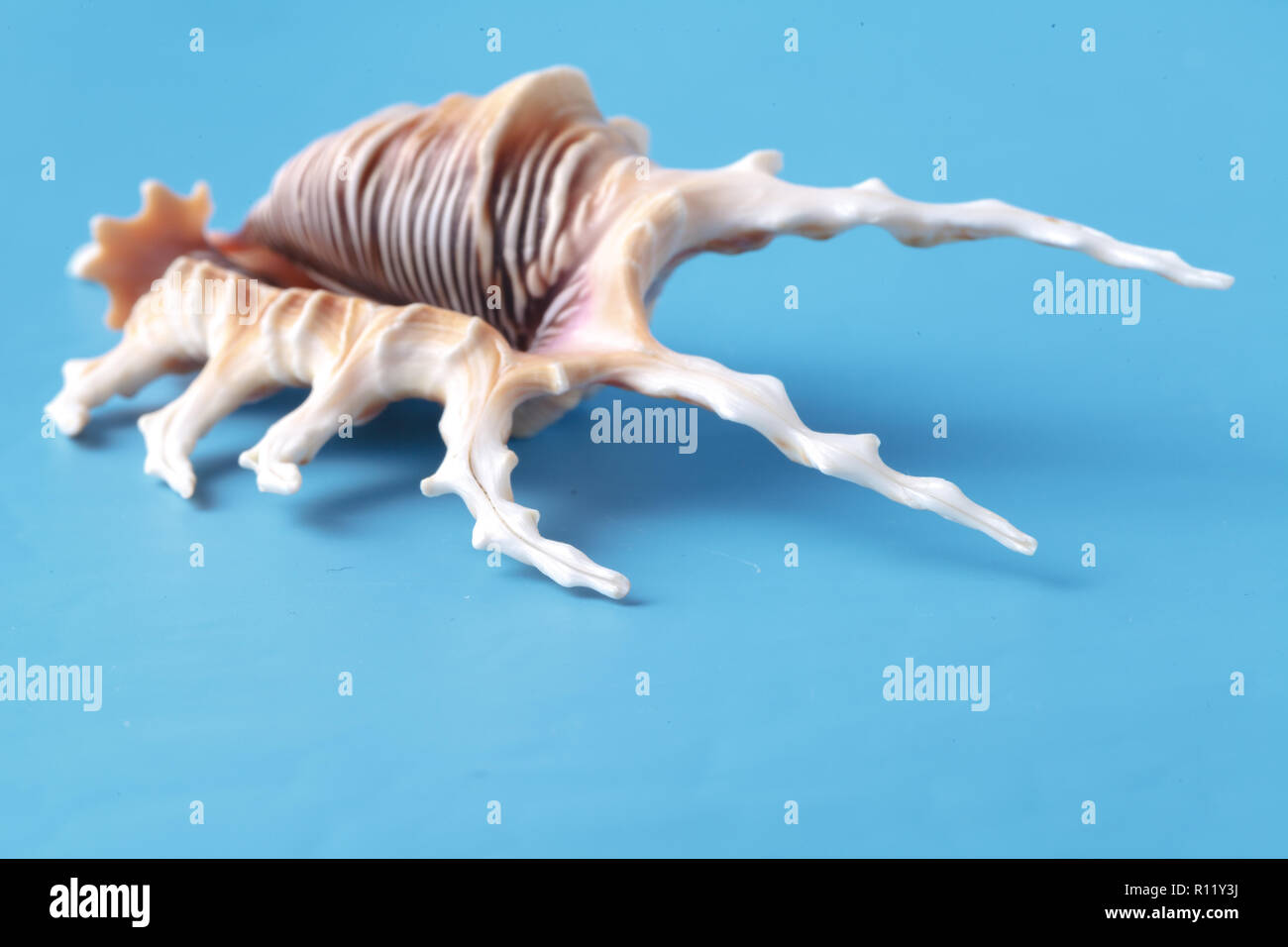 Sea shell closeup on blue background Stock Photo - Alamy