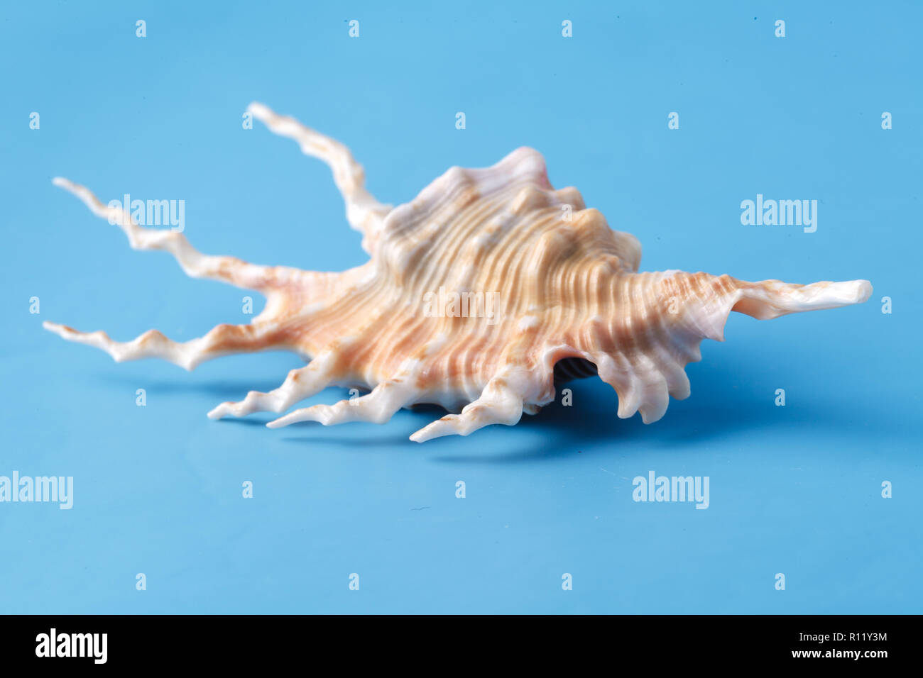 Close up view of big sea shell on plain blue background Stock Photo - Alamy