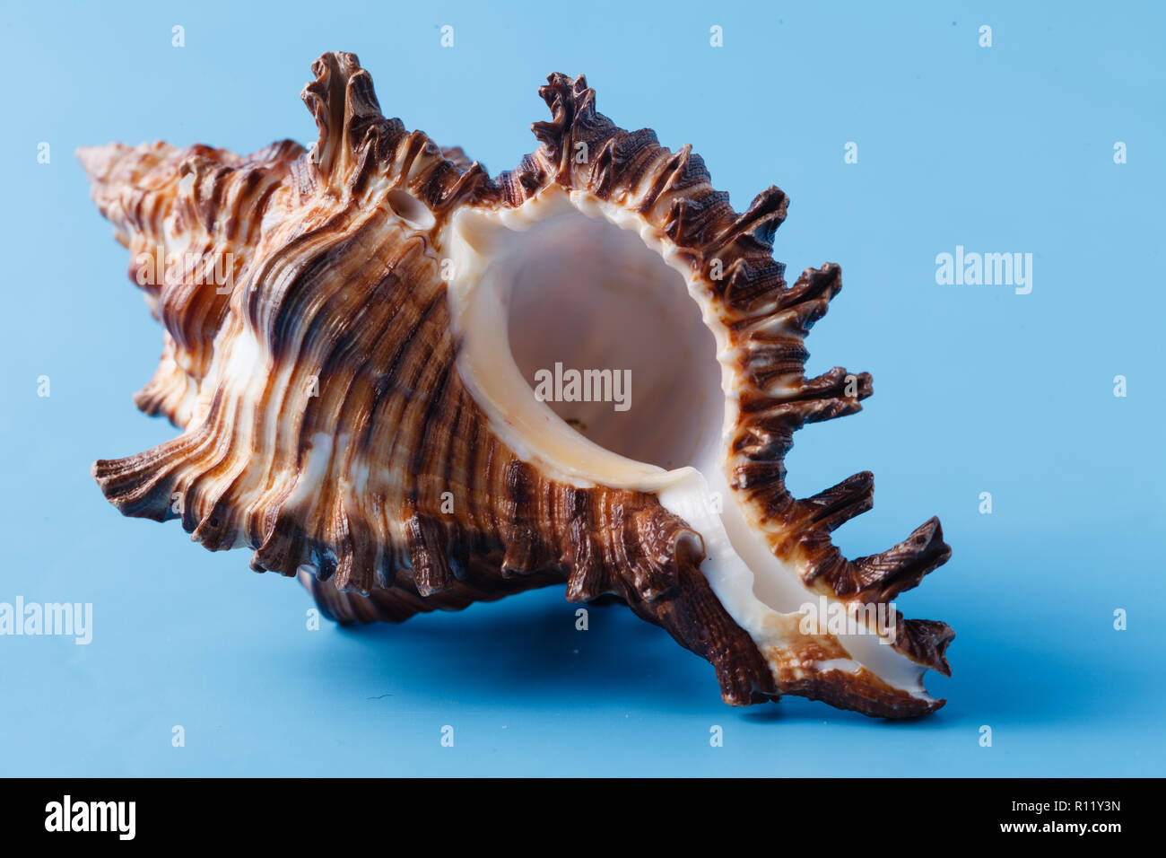Close up view of big sea shell on plain blue background Stock Photo - Alamy