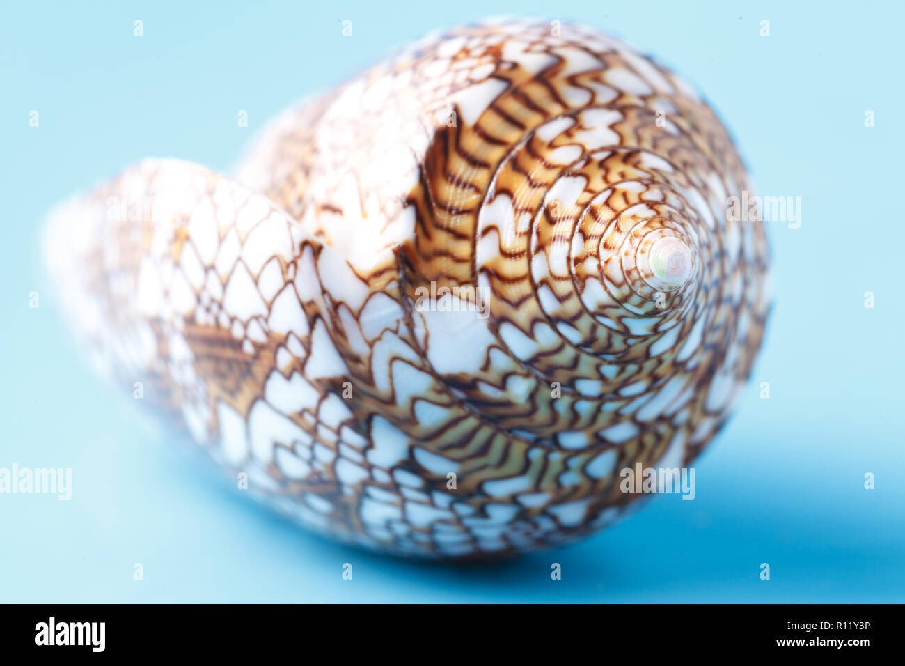 Close up view of big sea shell on plain blue background Stock Photo - Alamy
