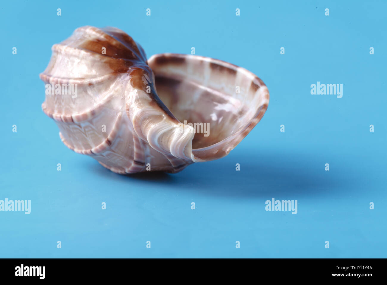 Close up view of big sea shell on plain blue background Stock Photo - Alamy