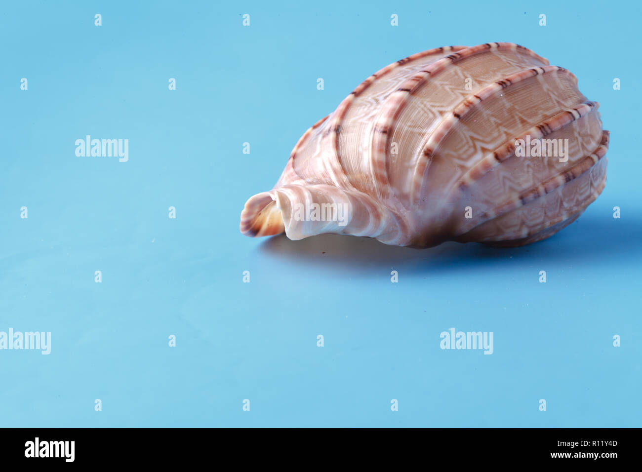 Sea shell closeup on blue background Stock Photo - Alamy