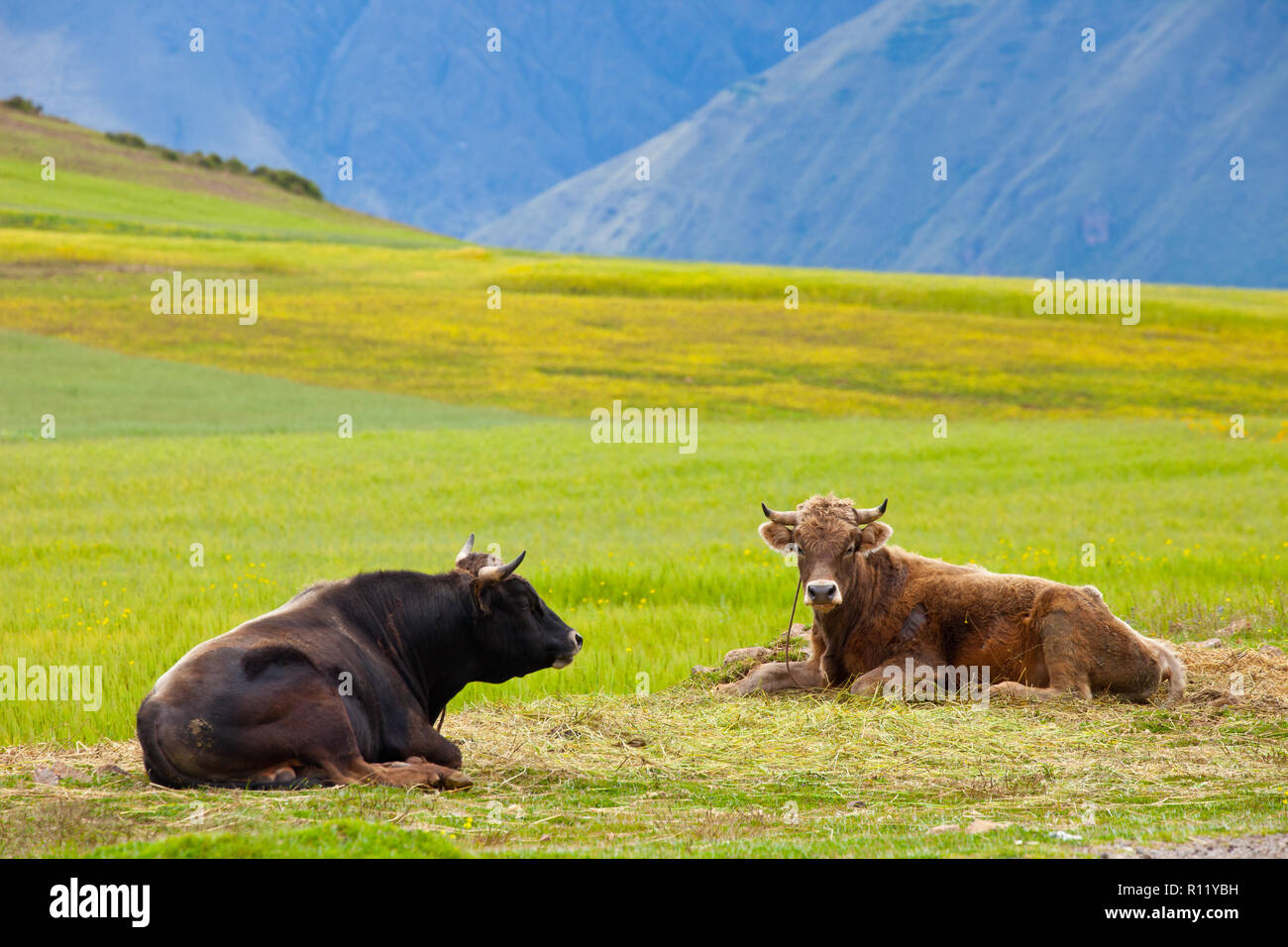 Cow's life in Peru Stock Photo - Alamy