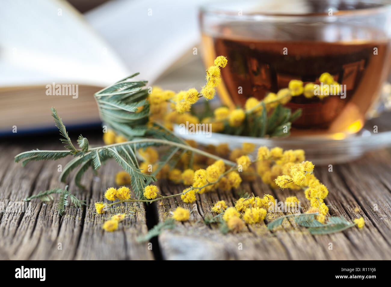 Spring mimosa flowers and cup of tea Stock Photo - Alamy