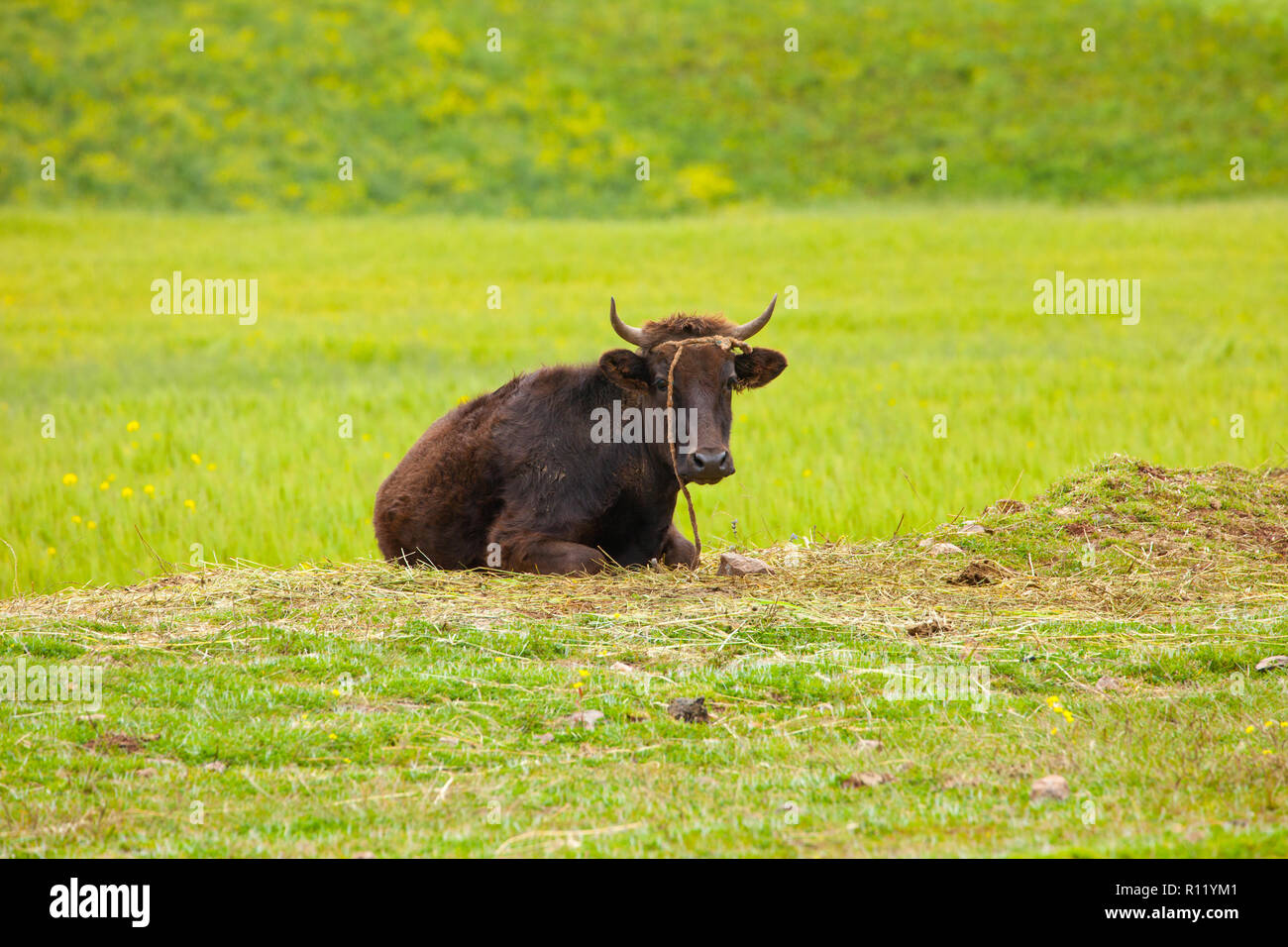 Cow's life in Peru Stock Photo - Alamy