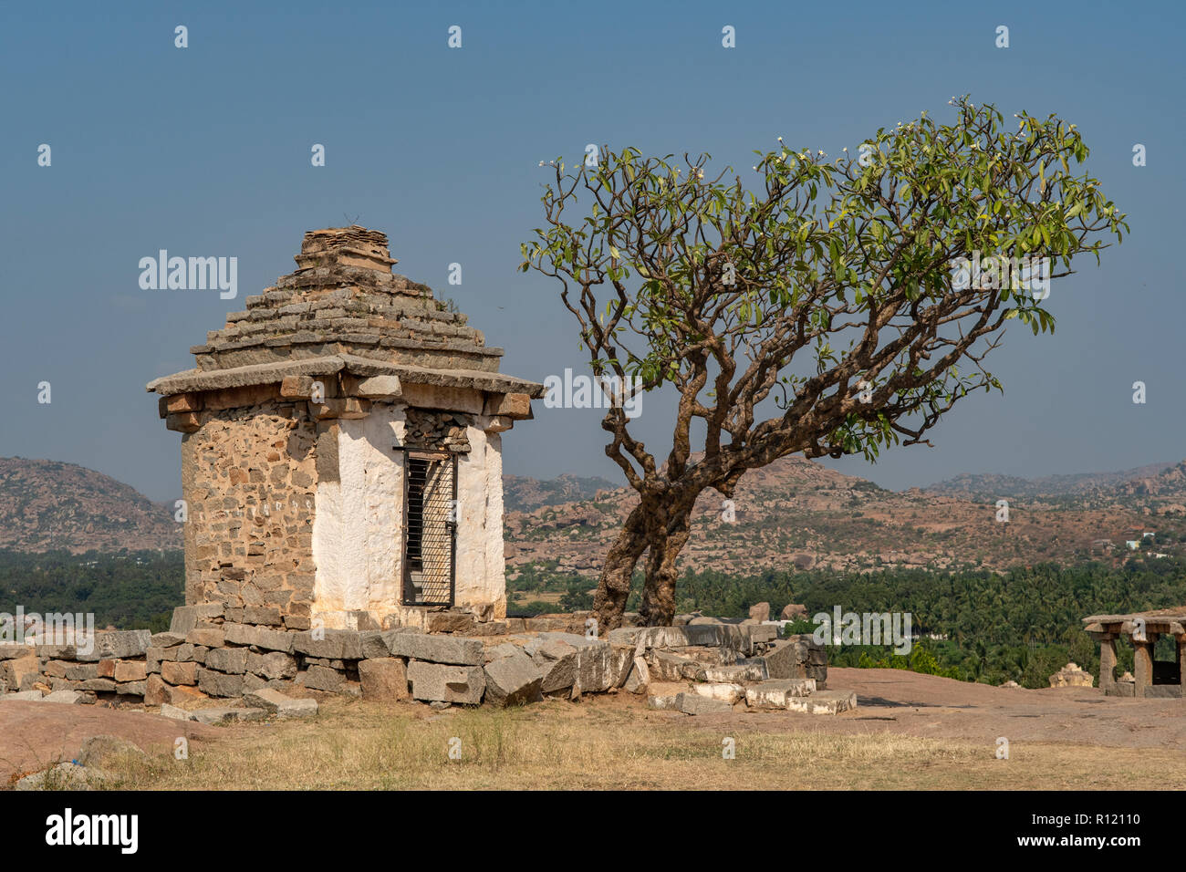 Sacred tree of india hi-res stock photography and images - Alamy