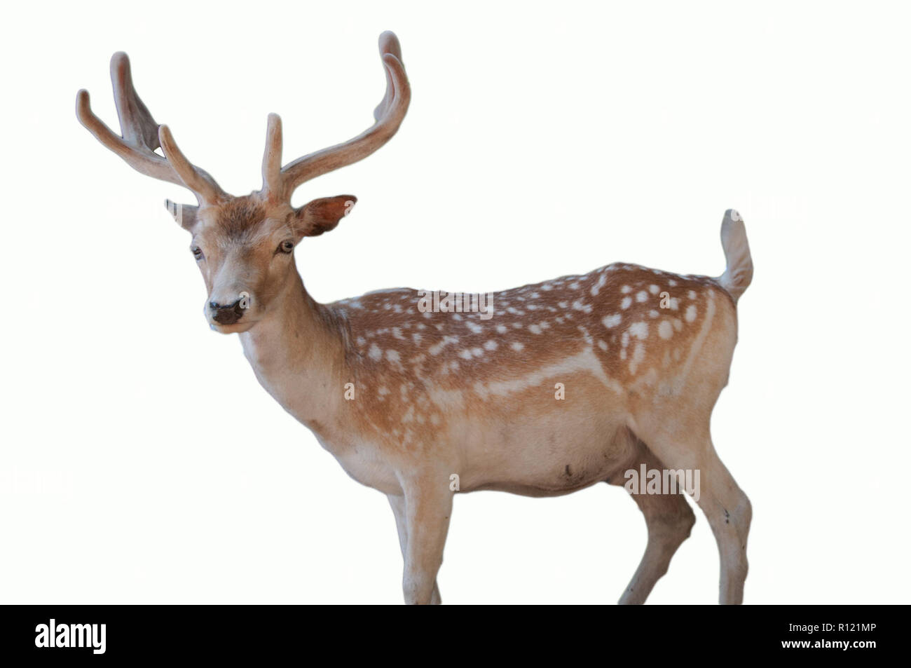 Dotted deer Cut Out Stock Images & Pictures - Alamy