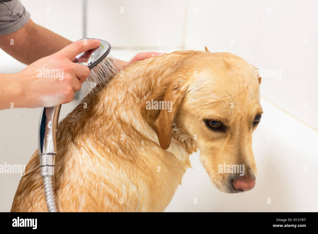 Labrador retriever taking a bath Stock Photo - Alamy