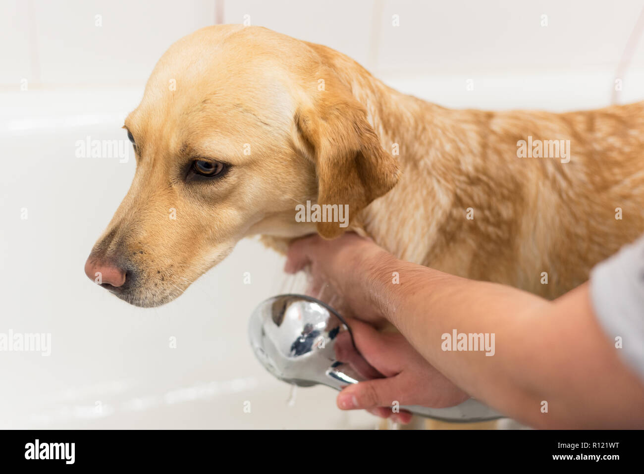 Labrador retriever taking a bath Stock Photo - Alamy