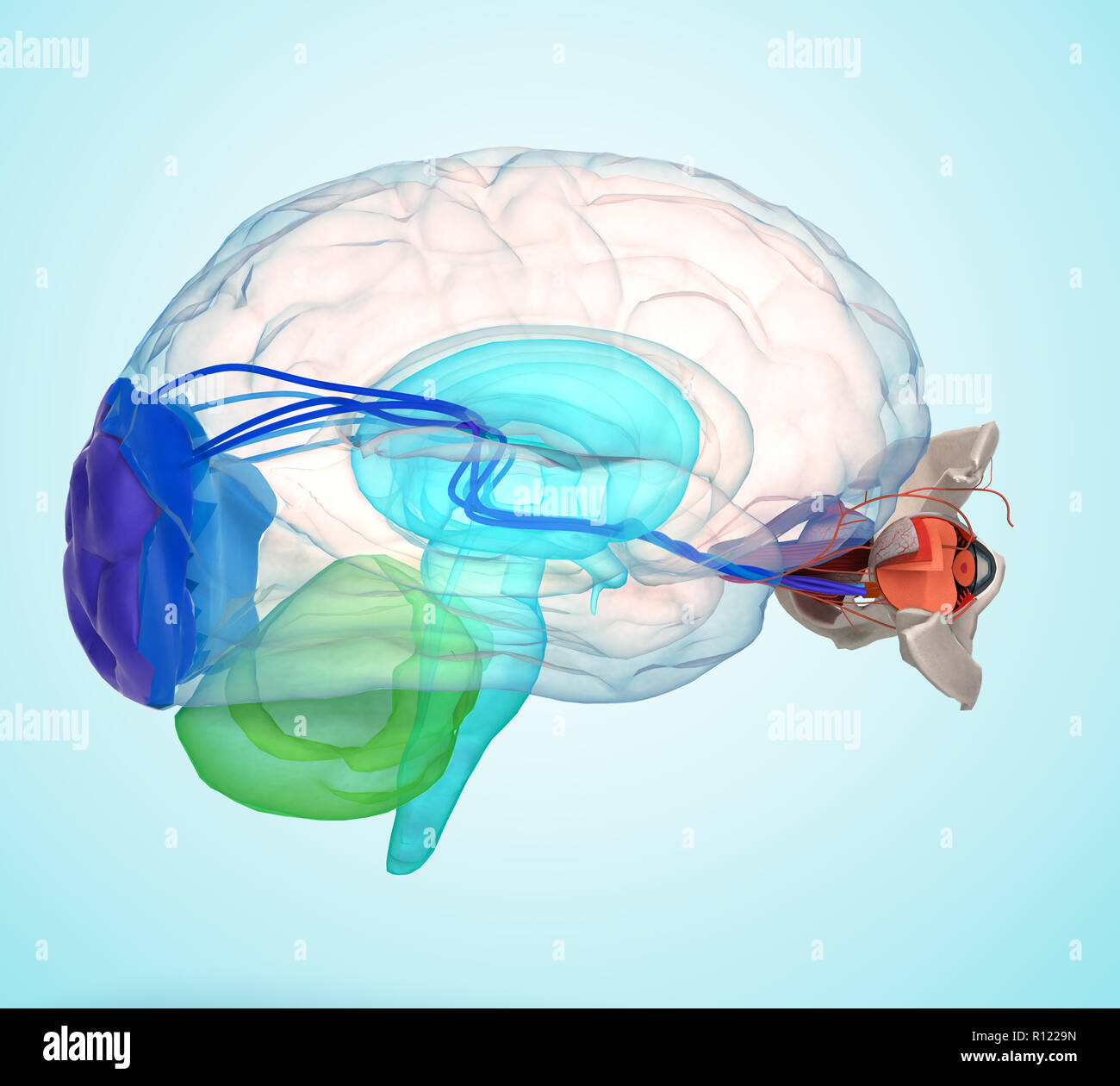 Eye anatomy and structure, muscles, nerves and blood vessels of the ...