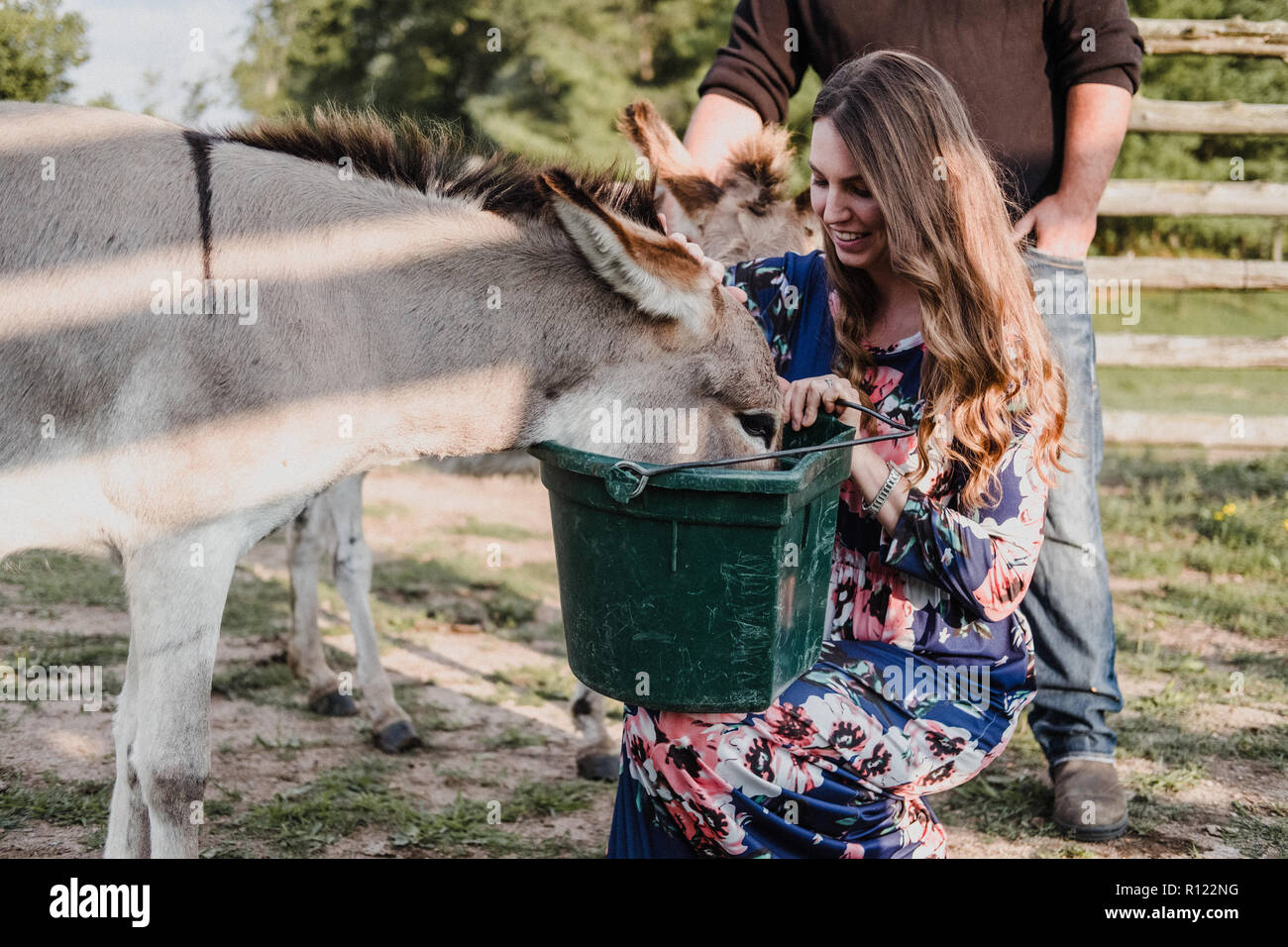 Couple feeding pet donkeys Stock Photo - Alamy
