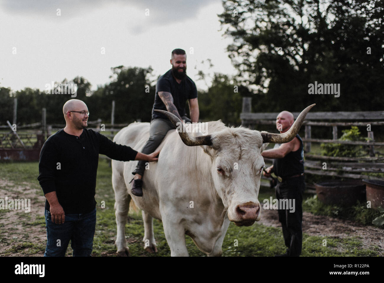 Man sitting on bull led by friends Stock Photo - Alamy