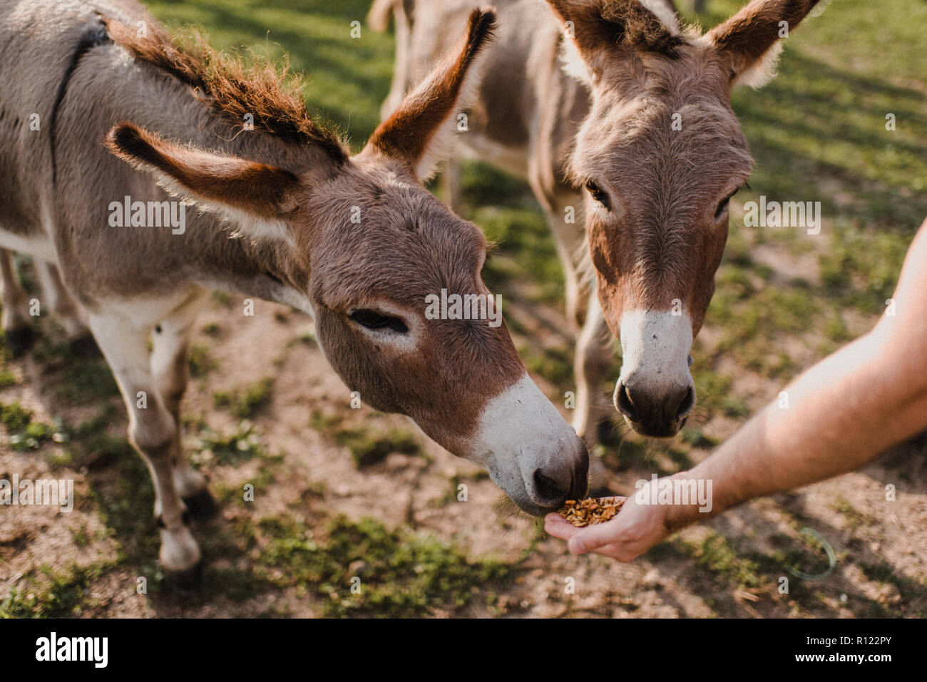 Two donkeys donkey sanctuary hi-res stock photography and images - Alamy