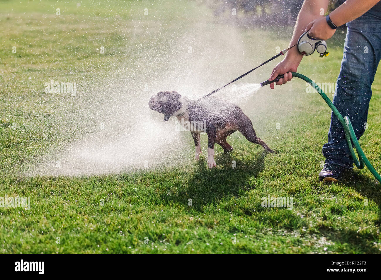 Man restraining dog hi-res stock photography and images - Alamy
