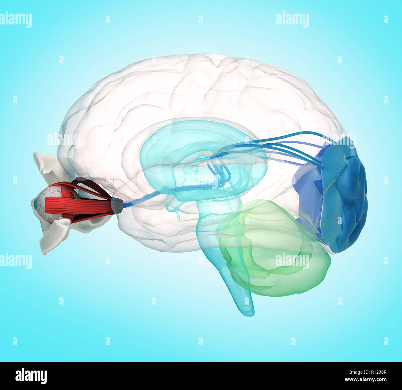Eye anatomy and structure, muscles, nerves and blood vessels of the ...