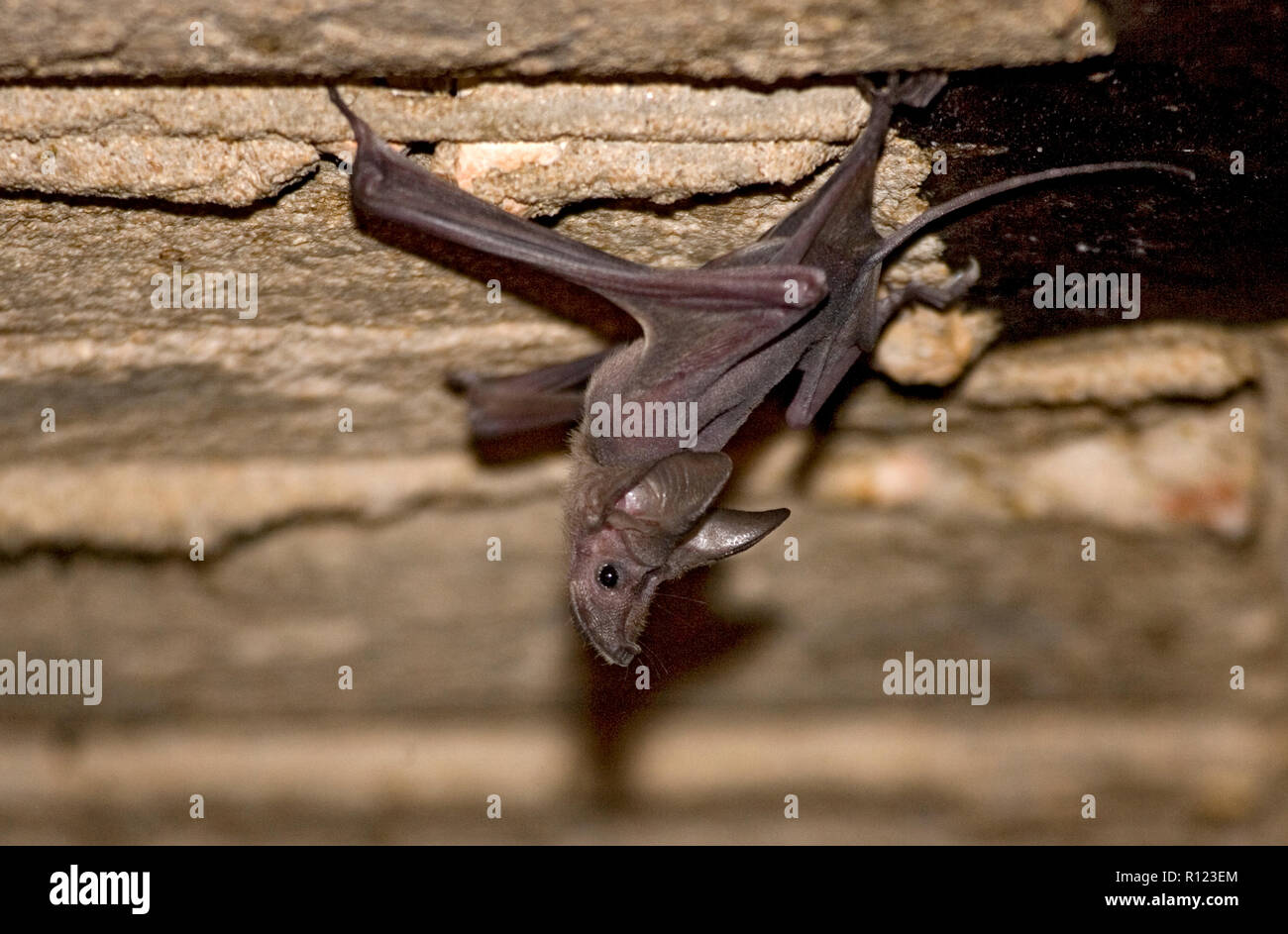 Greater mouse-tailed bat Stock Photo - Alamy