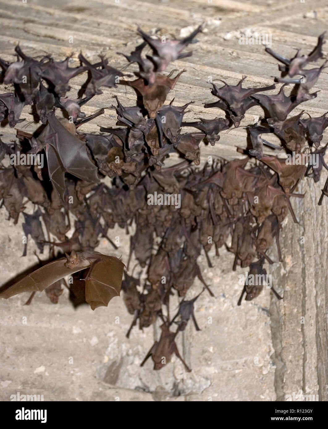 Greater mouse-tailed bat Stock Photo - Alamy