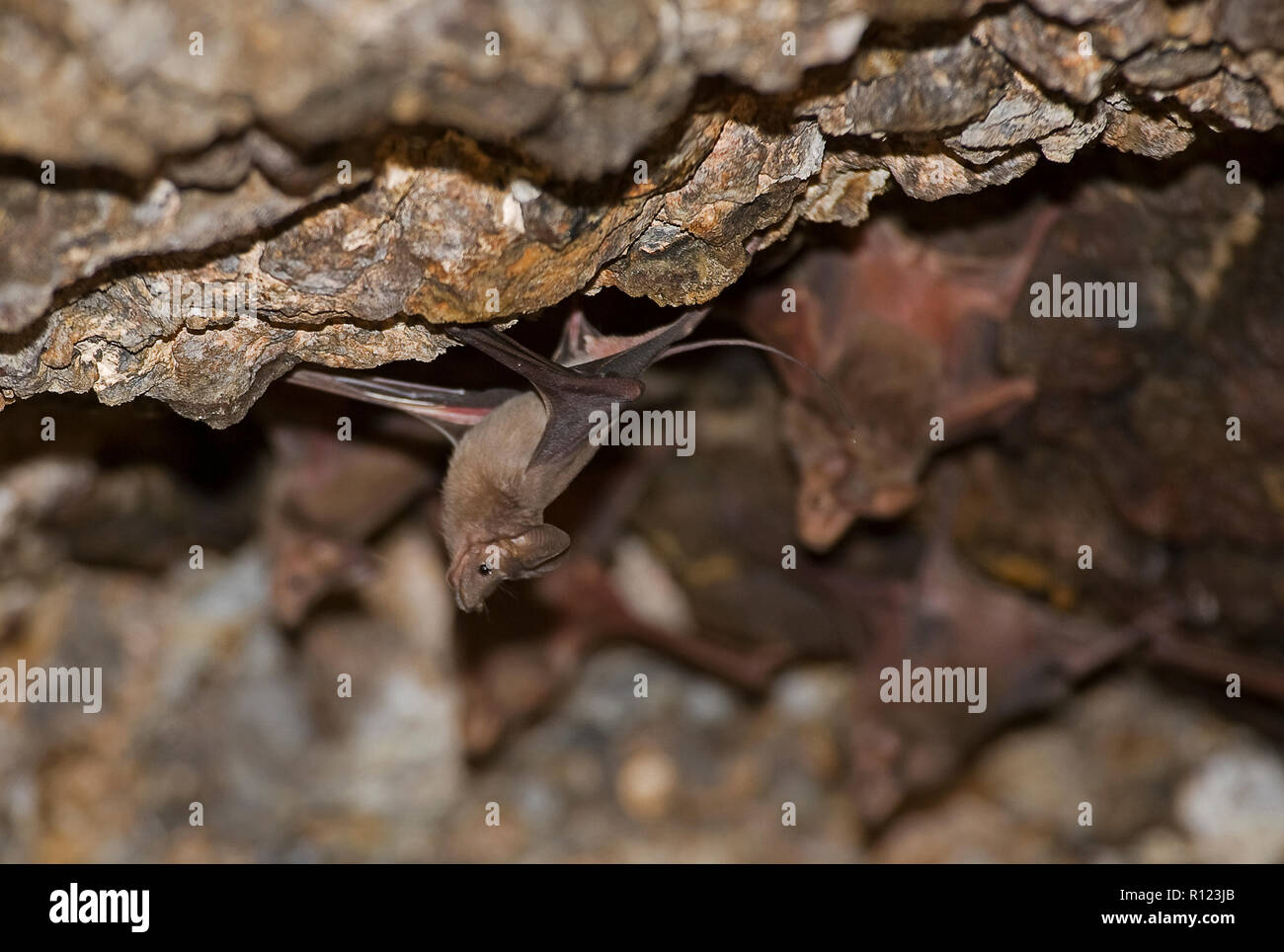 Greater mouse-tailed bat Inside a cave Stock Photo - Alamy