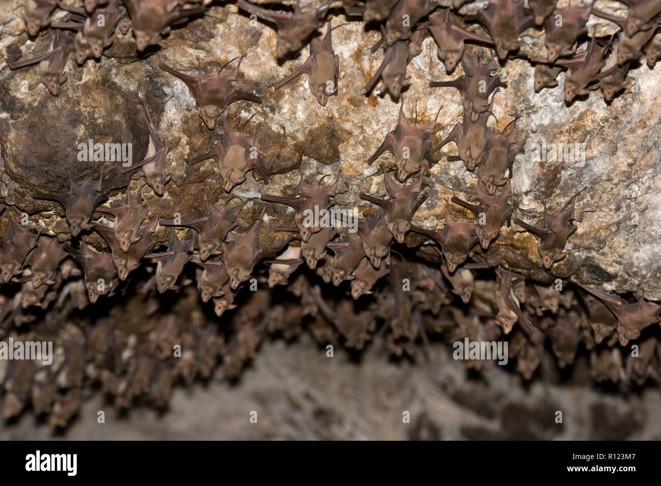 Bat cave inside hi-res stock photography and images - Alamy