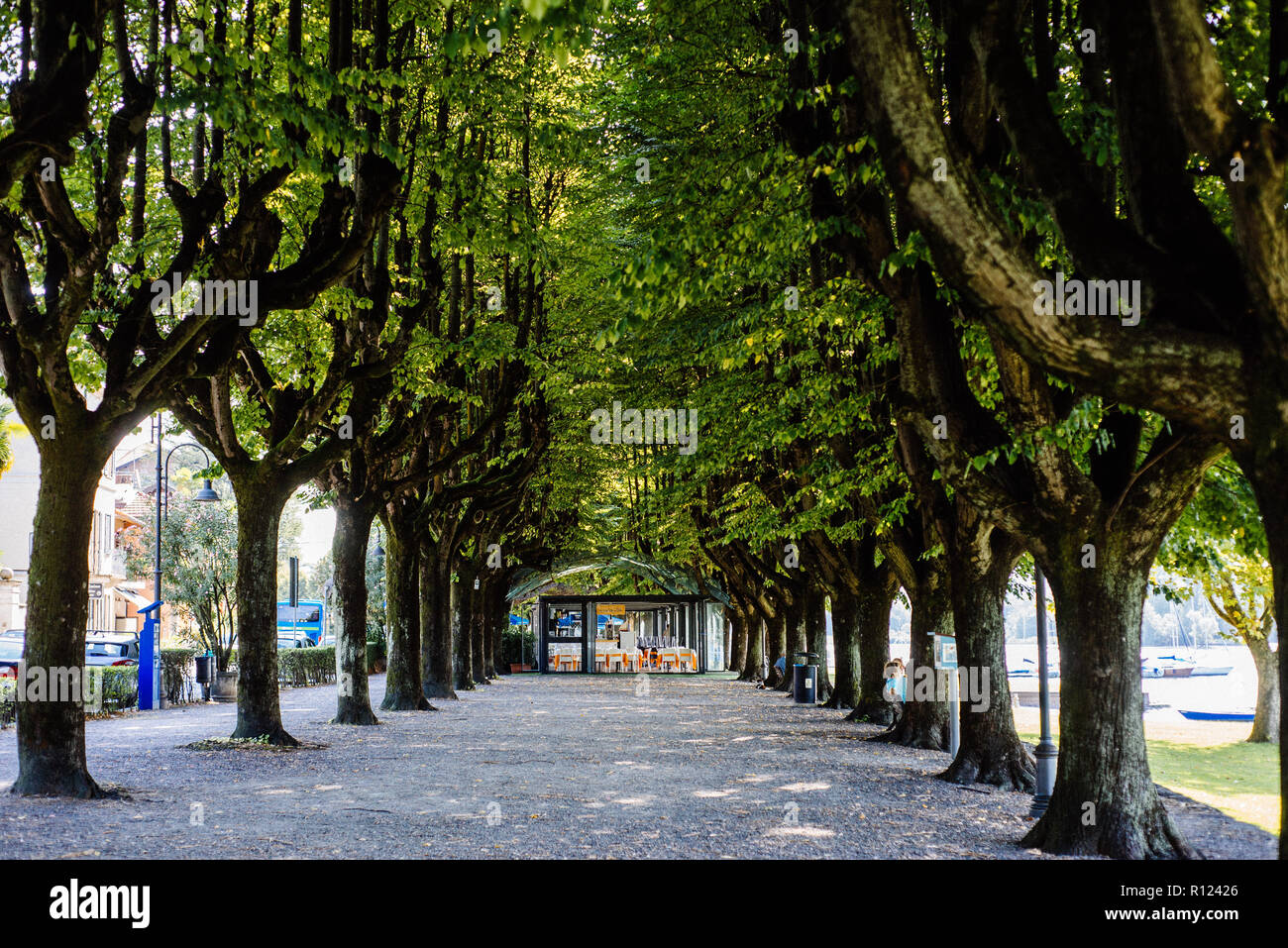 Tre lined avenue hi-res stock photography and images - Alamy