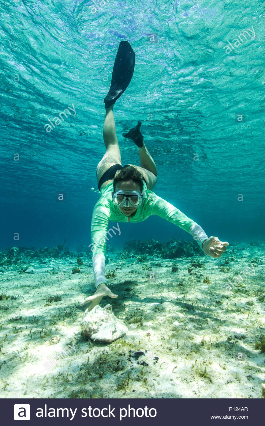 Queen Conch Shell Stock Photos & Queen Conch Shell Stock Images - Alamy