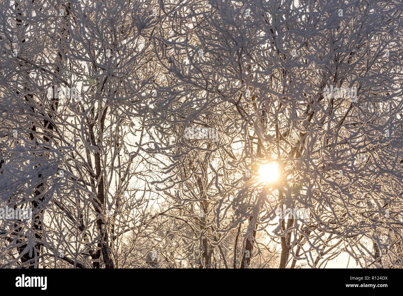 Cobwebs in the frost hi-res stock photography and images - Alamy
