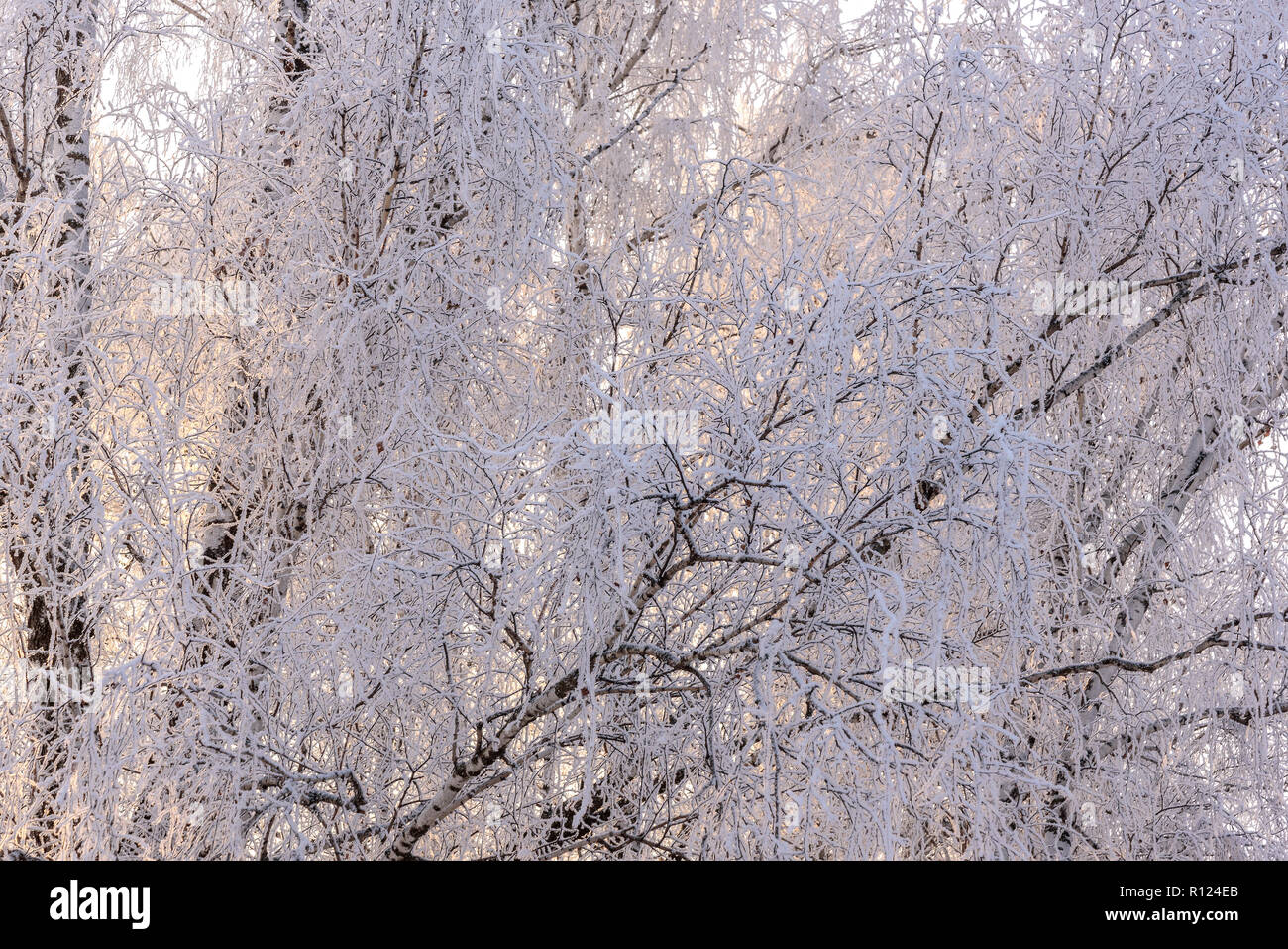 Amazing winter background with a pattern of cobwebs of thin branches of ...