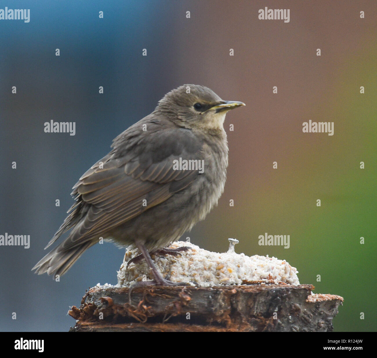 Small starling hi-res stock photography and images - Alamy
