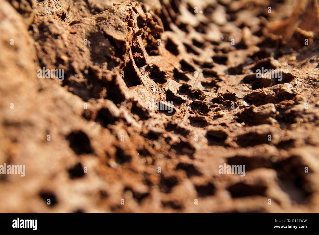 Bike tire tracks on muddy trail royalty. Tire tracks on wet muddy road ...