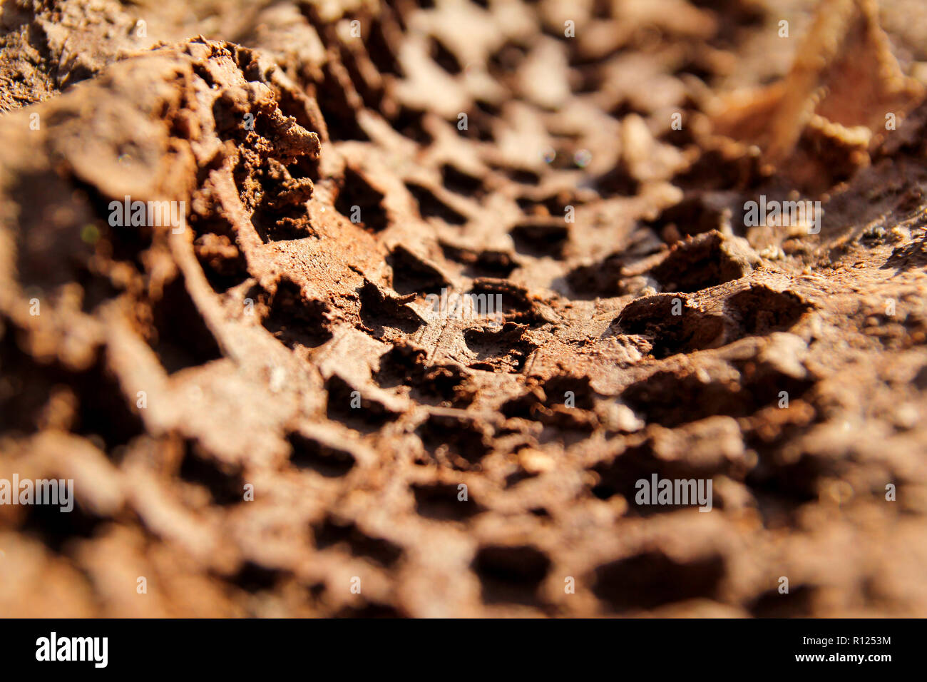 Bike tire tracks on muddy trail royalty. Tire tracks on wet muddy road ...