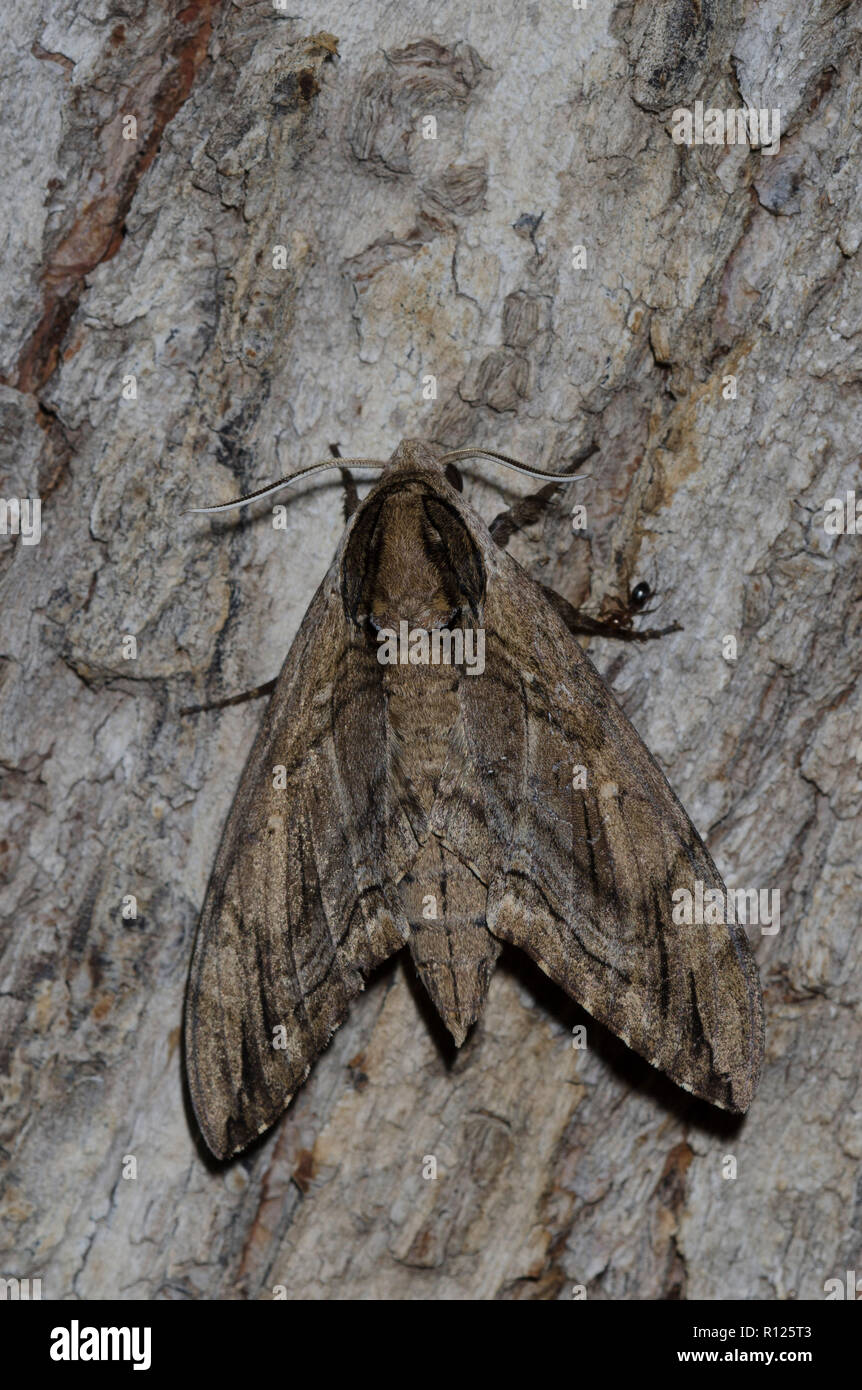 Sphingidae family hi-res stock photography and images - Alamy