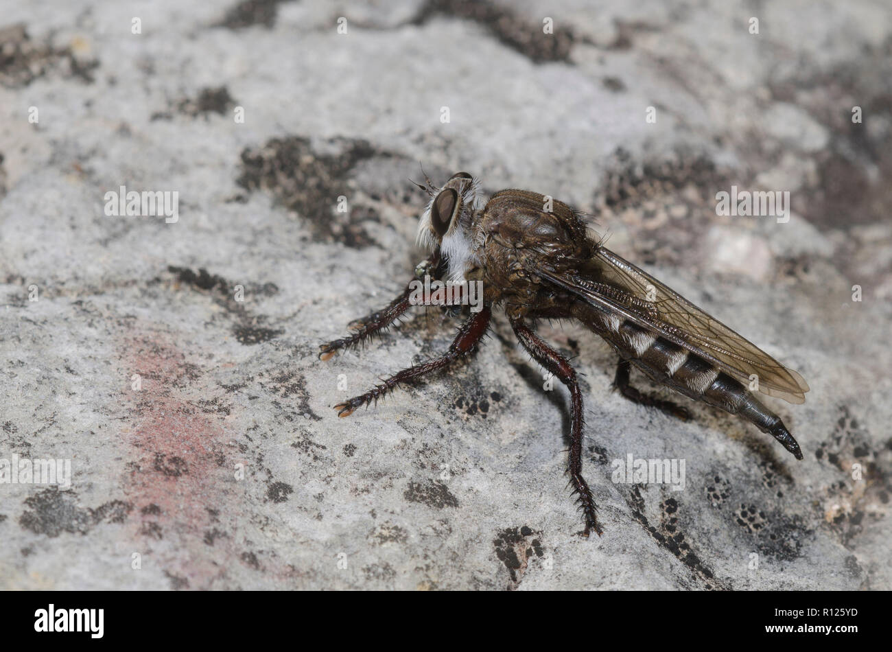 Giant Robber Fly, Promachus sp Stock Photo - Alamy