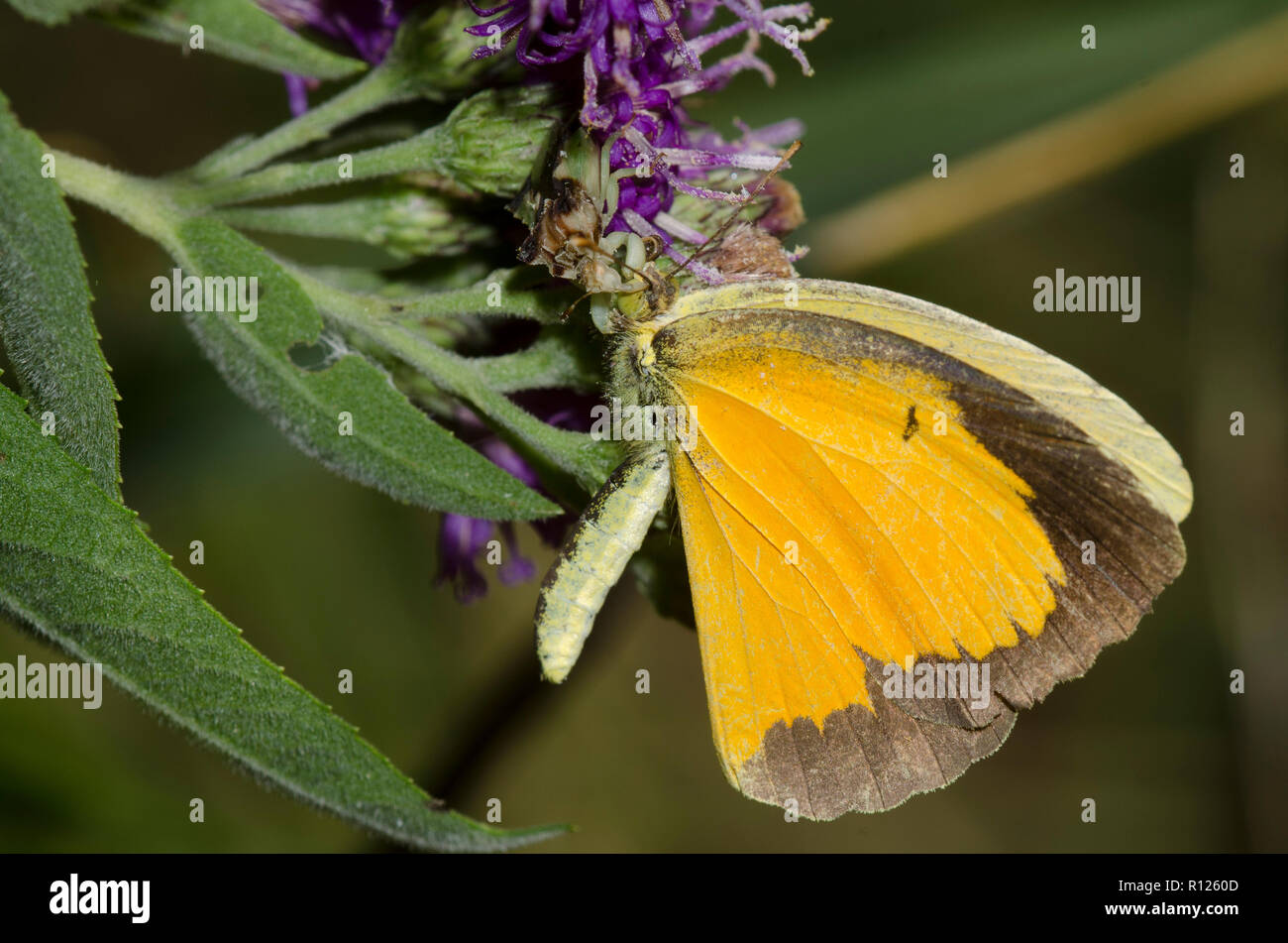 Jagged Ambush Bug, Phymata sp., with Sleepy Orange, Eurema nicippe, on ...