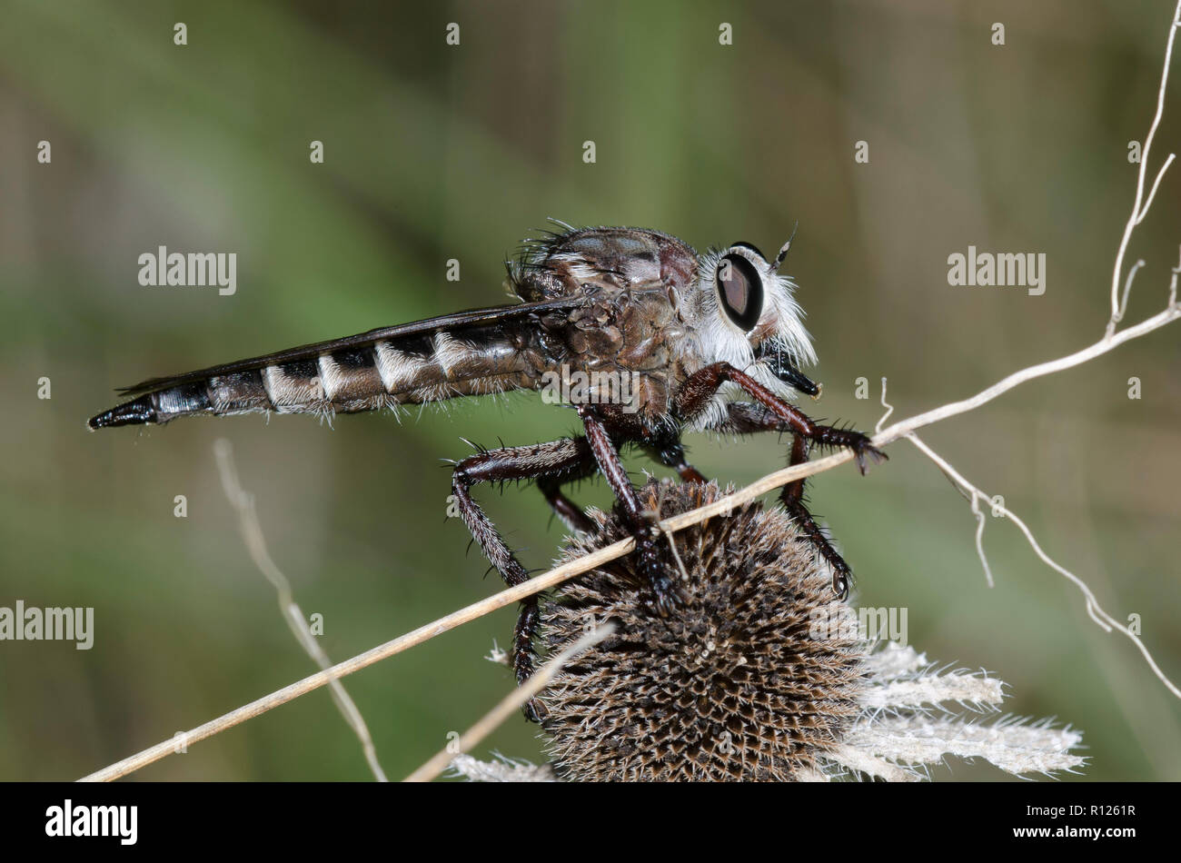 Giant Robber Fly, Promachus sp Stock Photo - Alamy