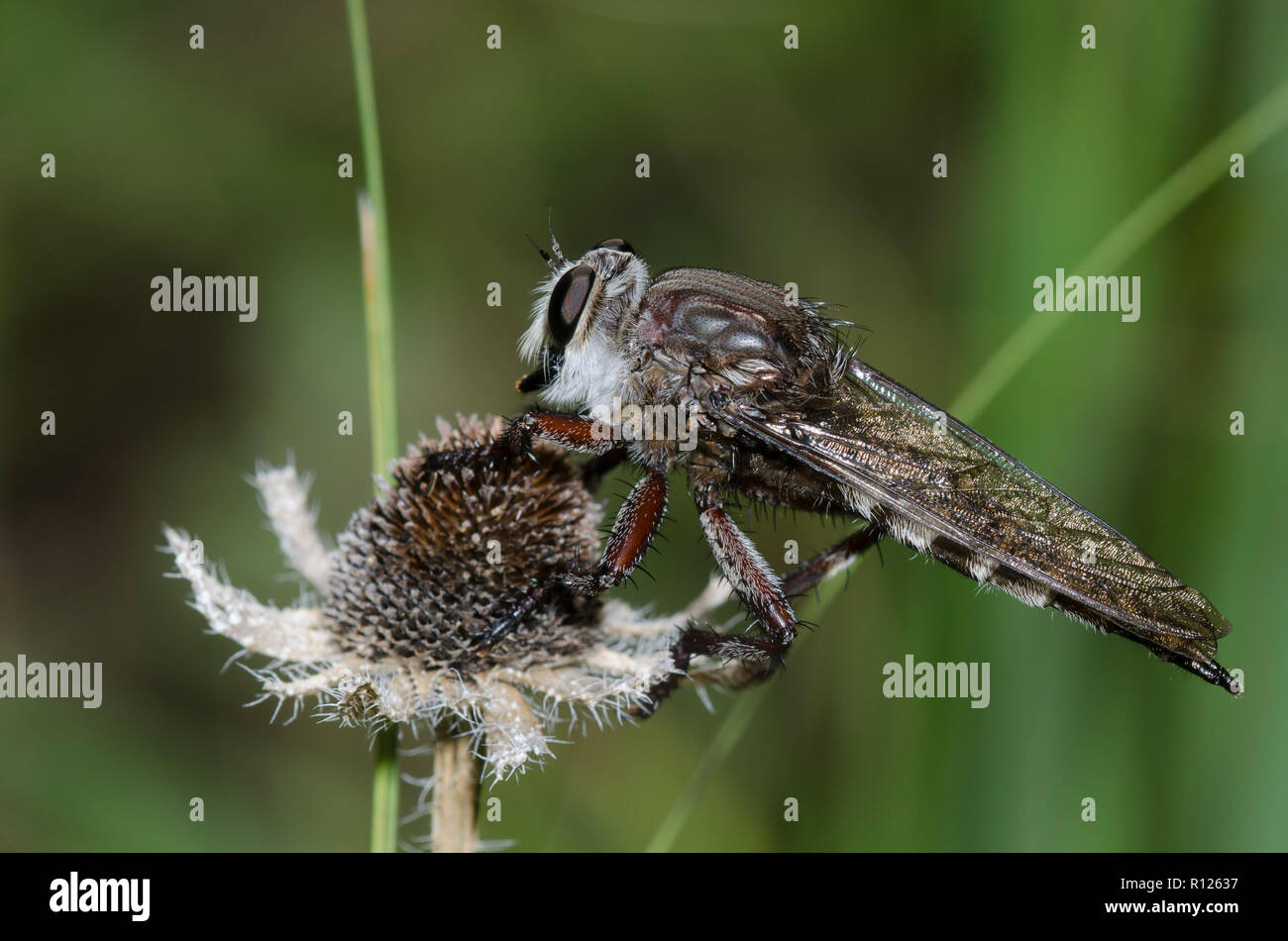 Giant Robber Fly, Promachus sp Stock Photo - Alamy