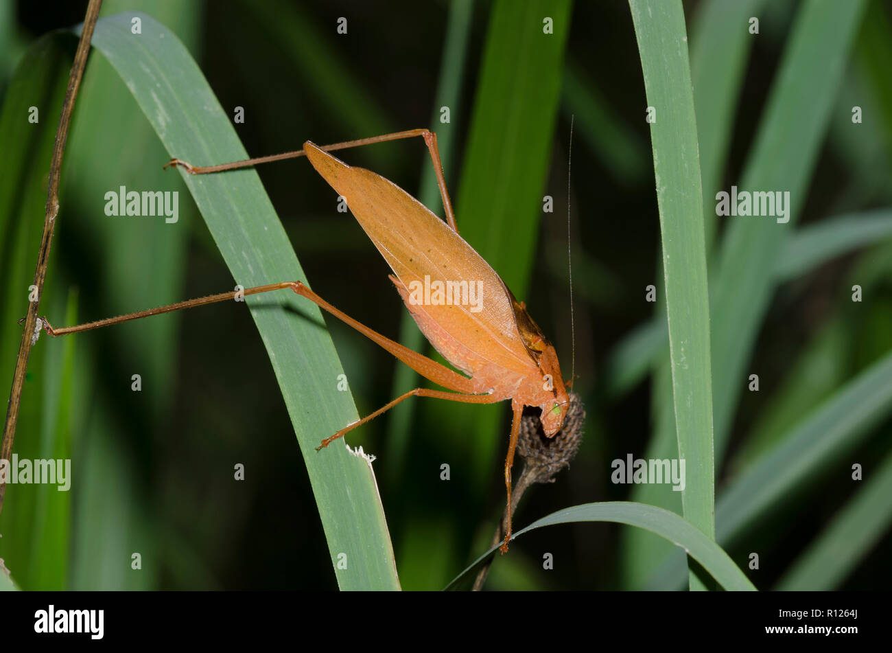 Orange Katydid
