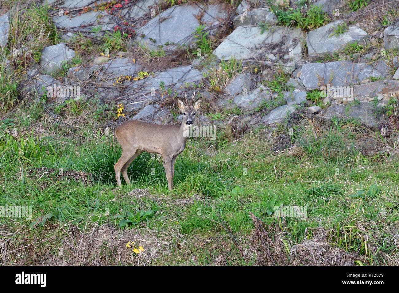 Roe deer with antlers jumping on the rock meadow Stock Photo - Alamy
