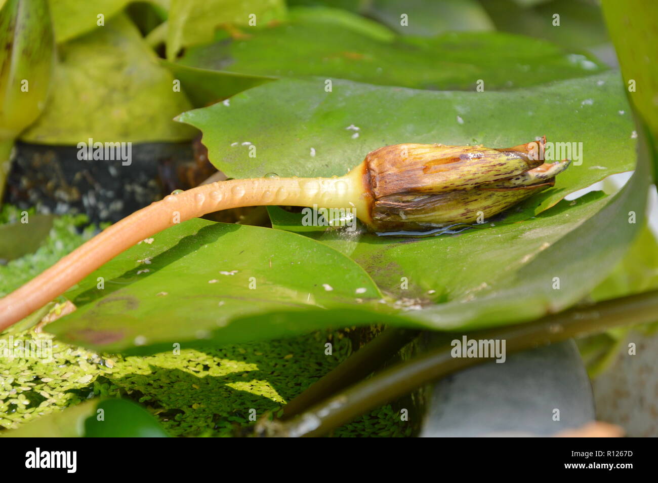 dry lotus flower fall on leaf Stock Photo - Alamy